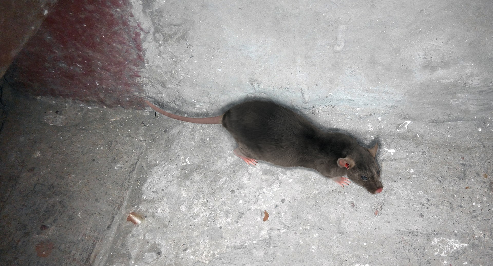 3D Rigged Rat with Trigger Trap Collection model - TurboSquid 1784998