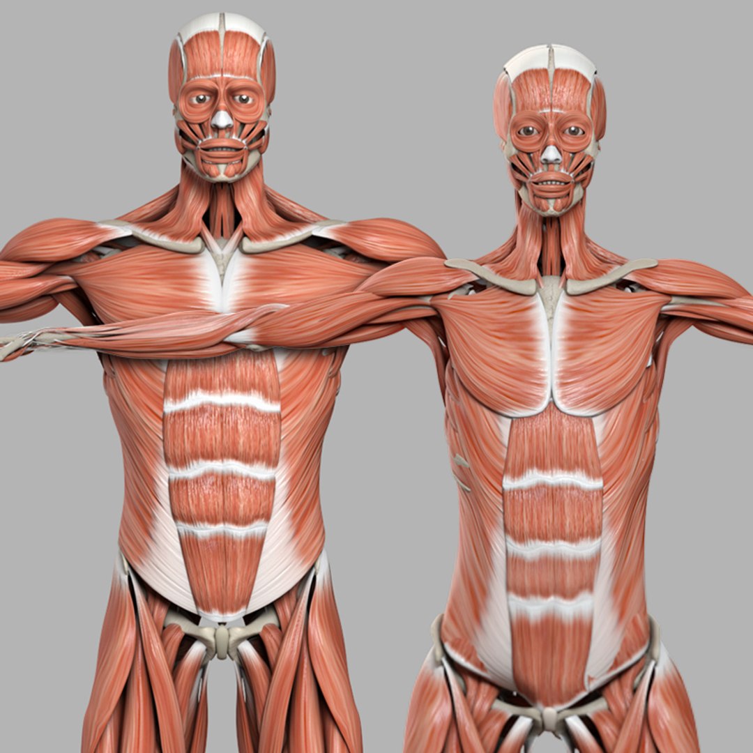 3D CINEMA 4D RIGGED Complete Male Female Anatomy PACK V9 - TurboSquid ...