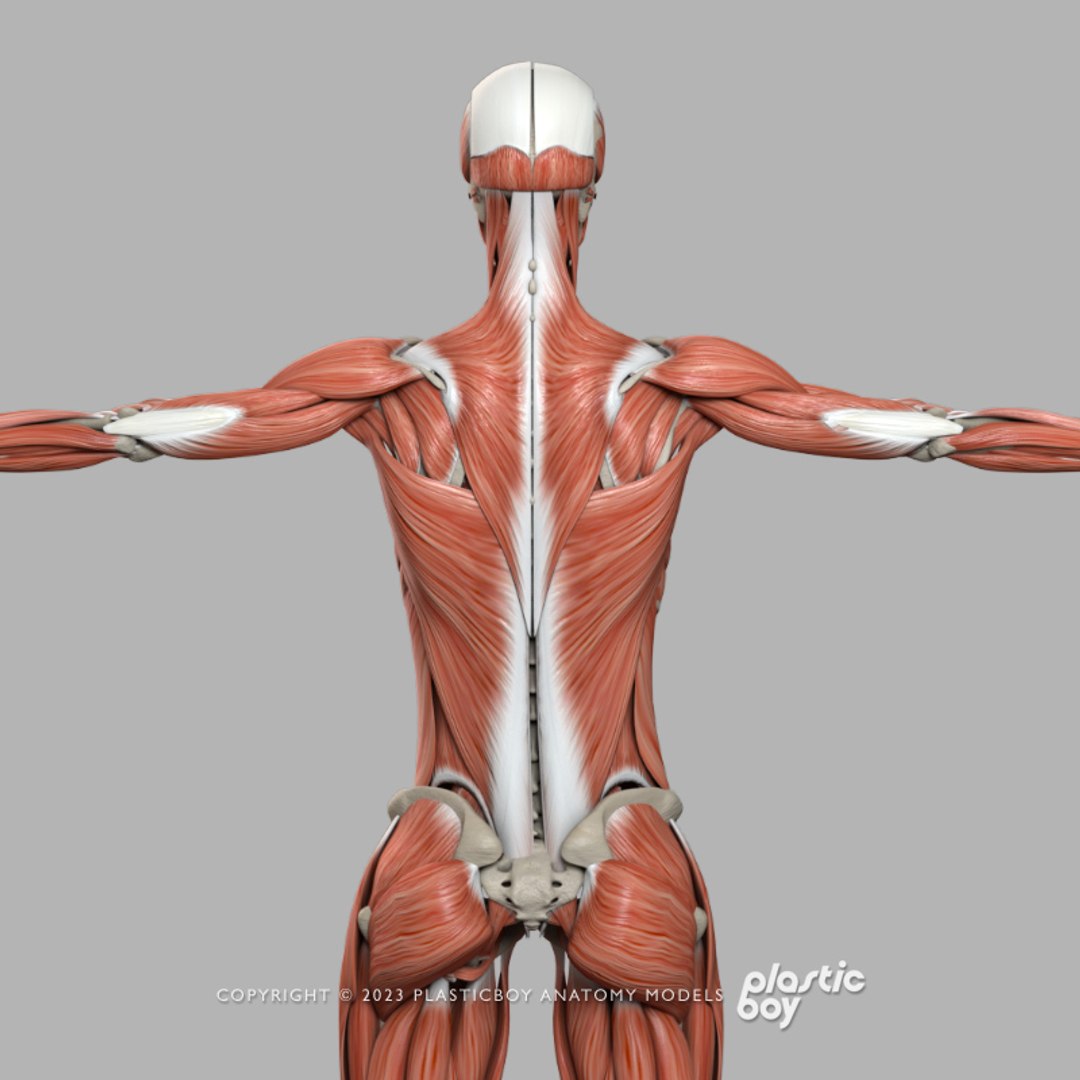 3D CINEMA 4D RIGGED Complete Male Female Anatomy PACK V9 - TurboSquid ...