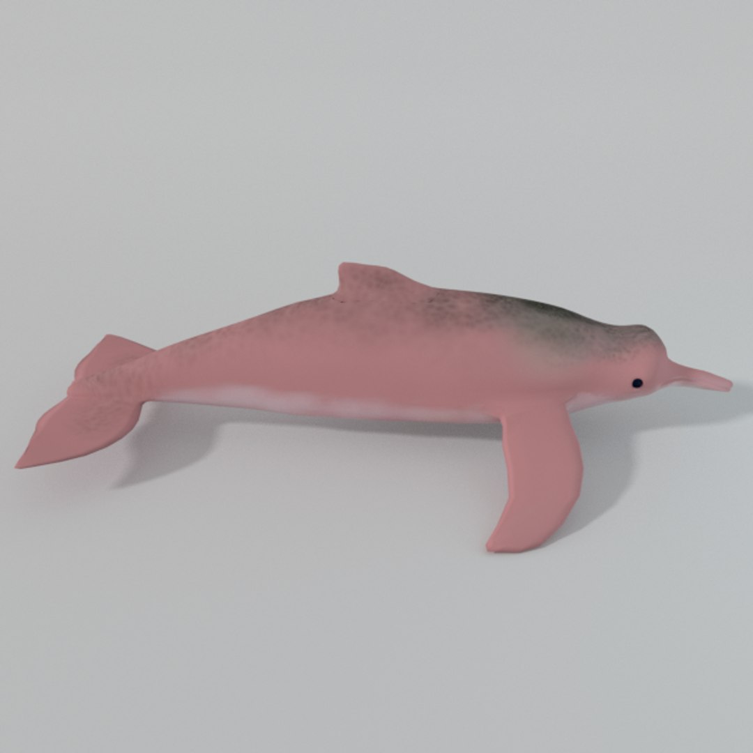 Pink Dolphin 3D Model - TurboSquid 1318856