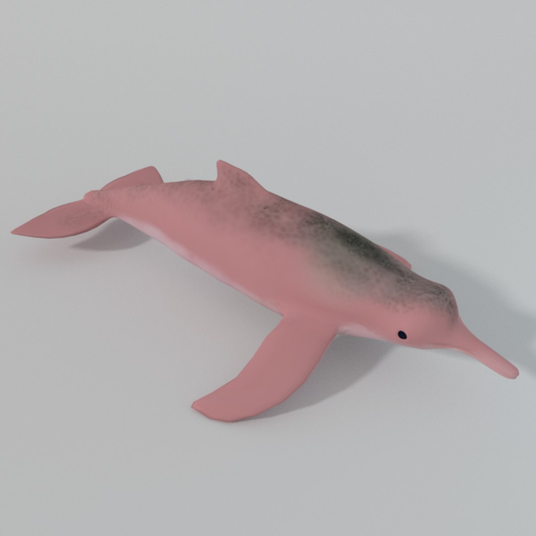 Pink Dolphin 3D Model - TurboSquid 1318856