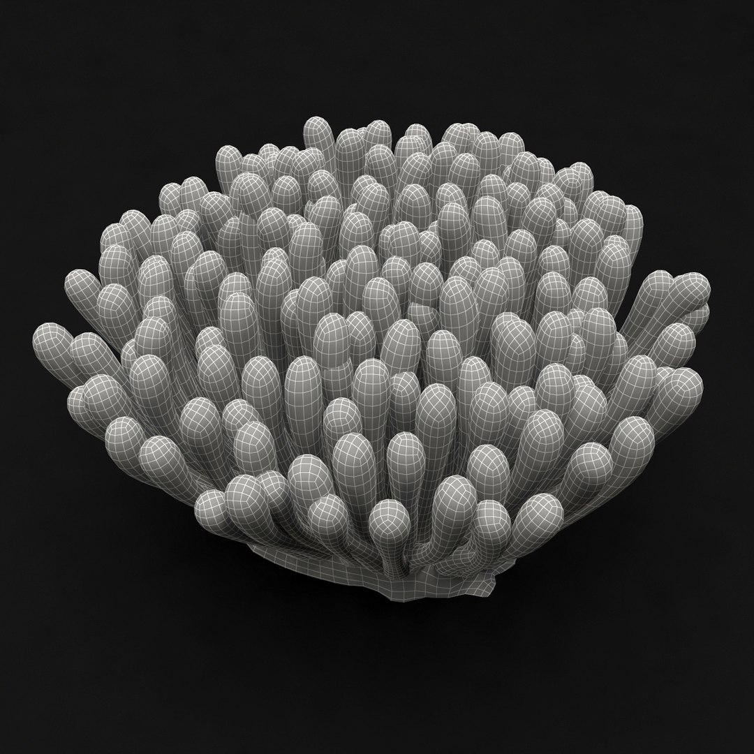 Coral 3d Model