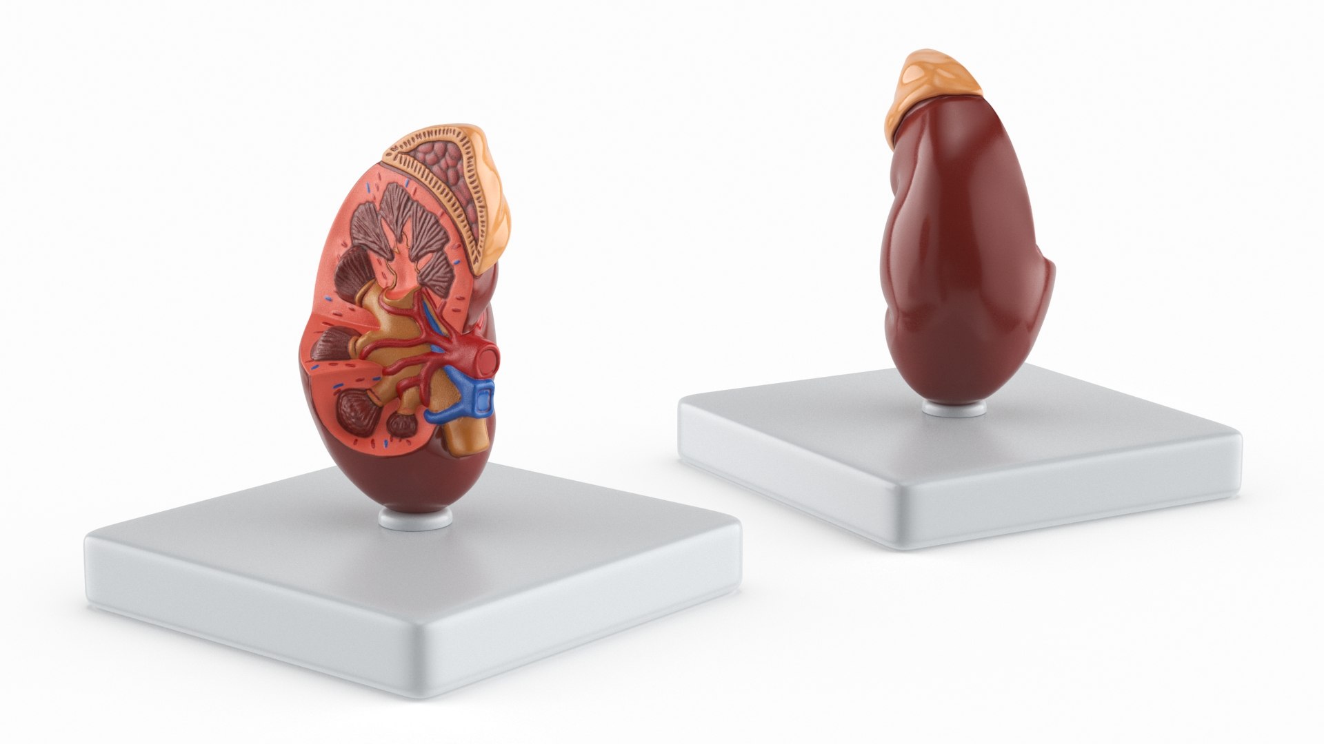3D Kidney Inside Medical Model - TurboSquid 2343786