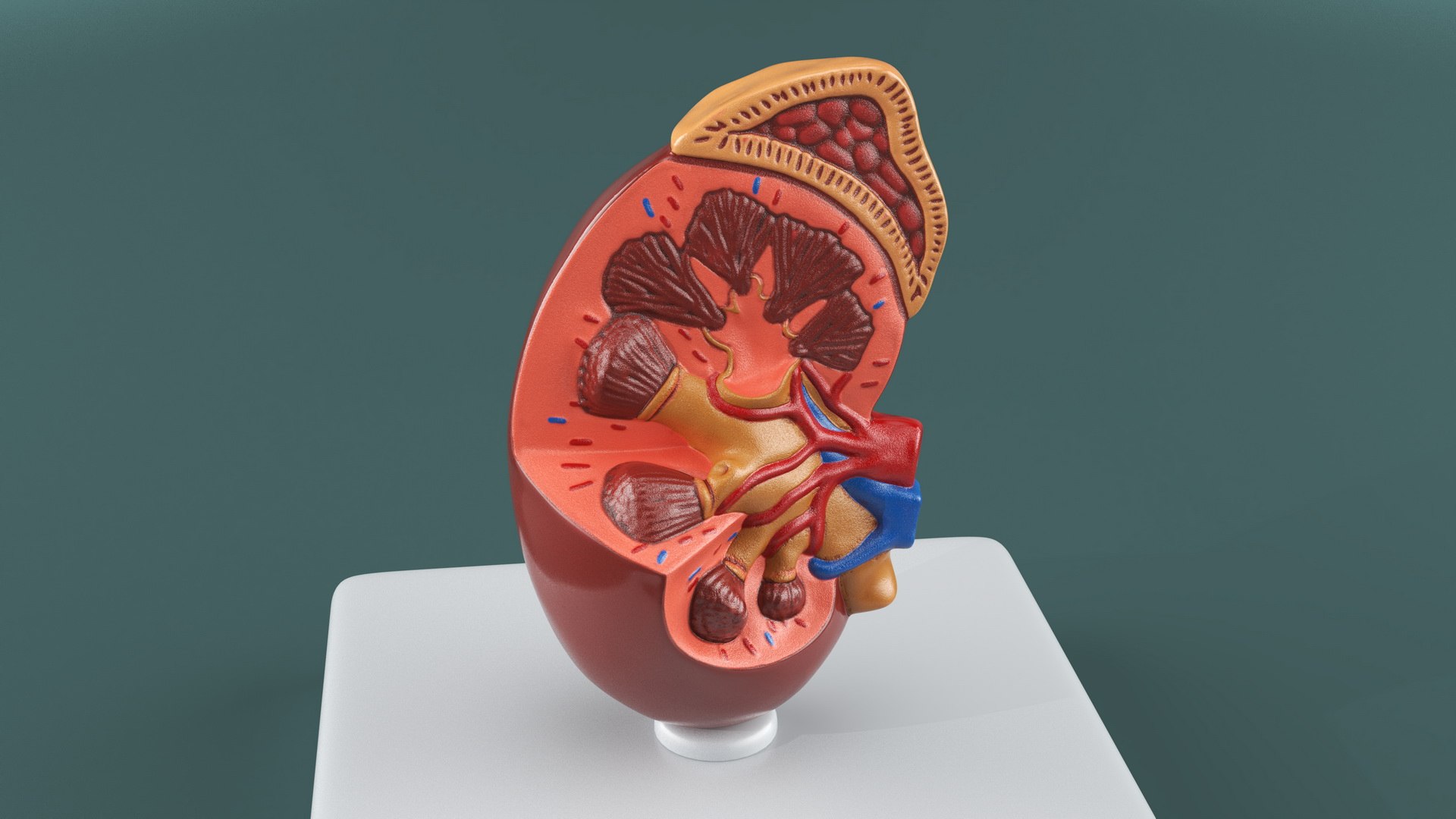 3D Kidney Inside Medical Model - TurboSquid 2343786