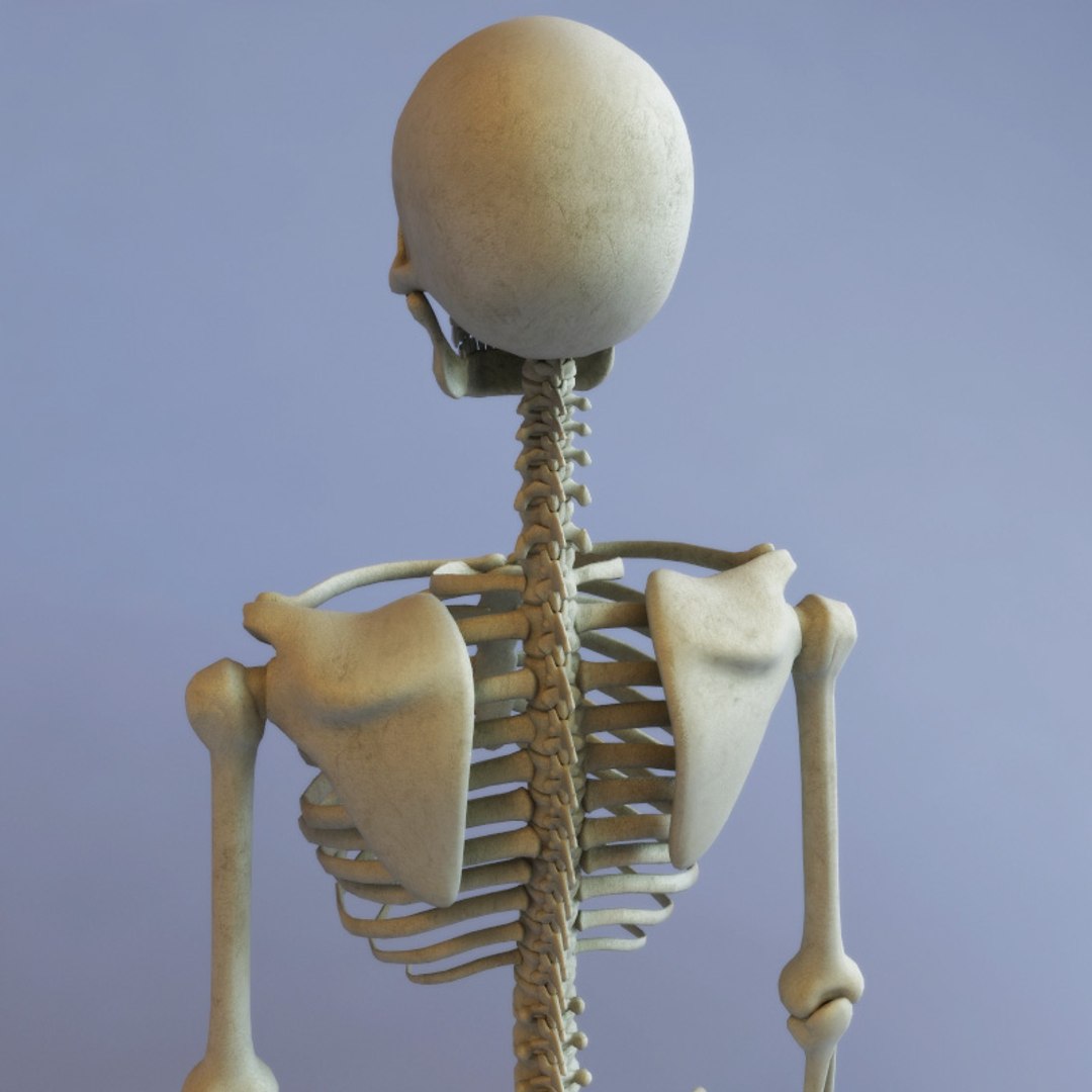 3d Model Human Skeleton