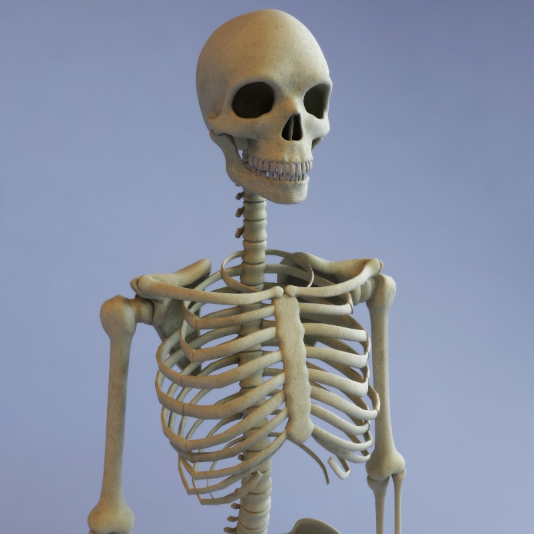 3d Model Human Skeleton