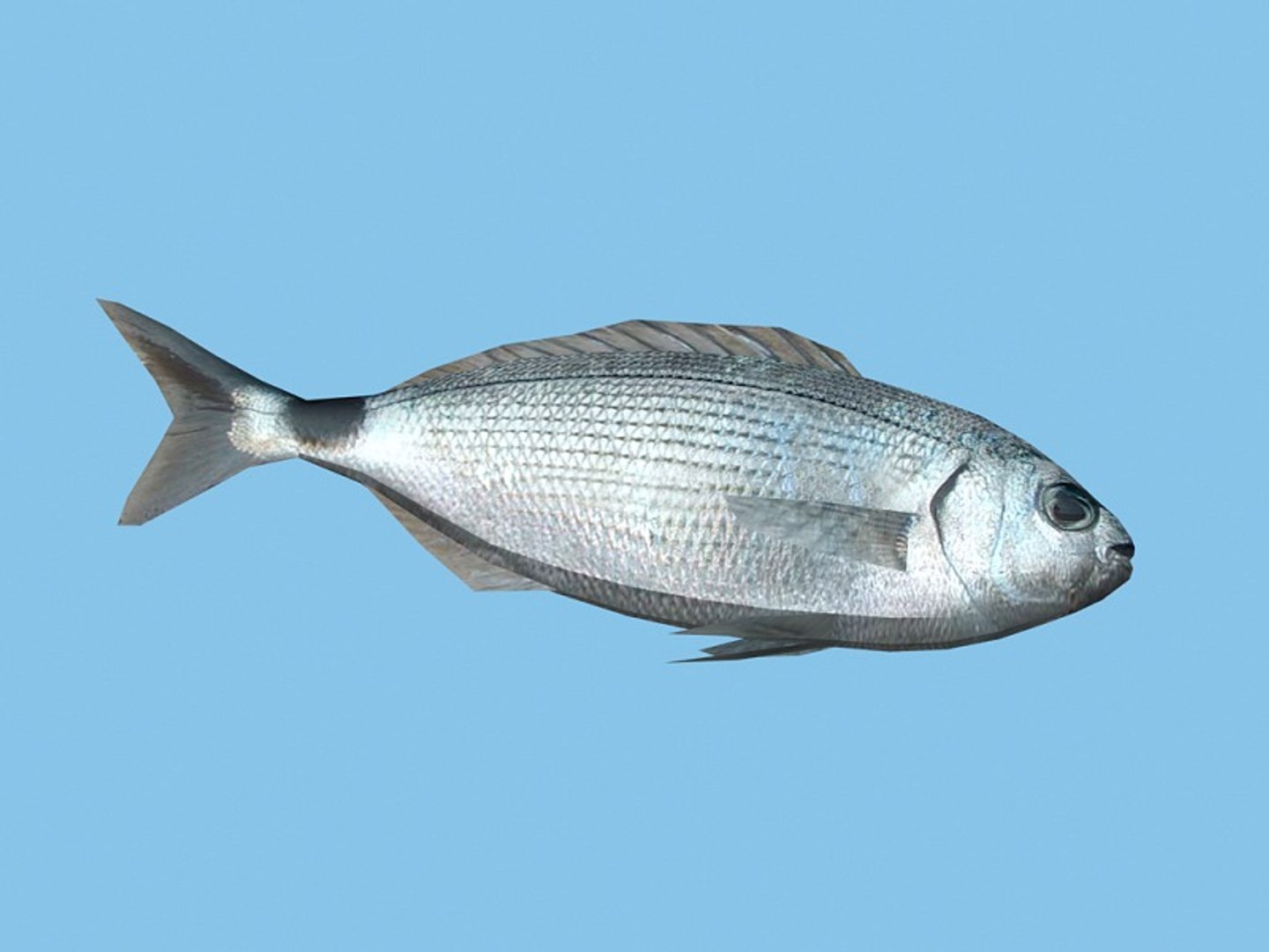 Oblada Fish 3d Model