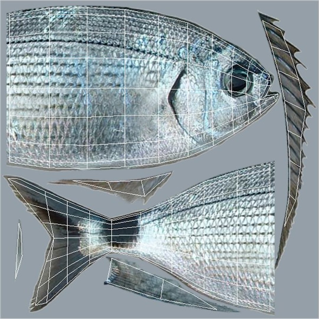 Oblada Fish 3d Model