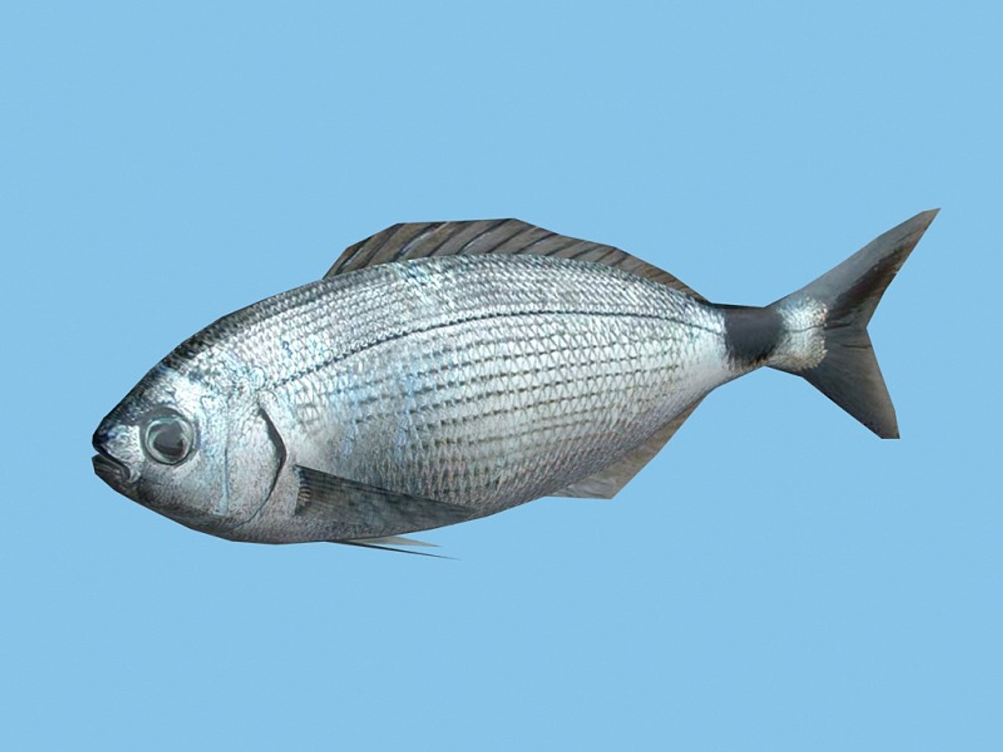 Oblada Fish 3d Model