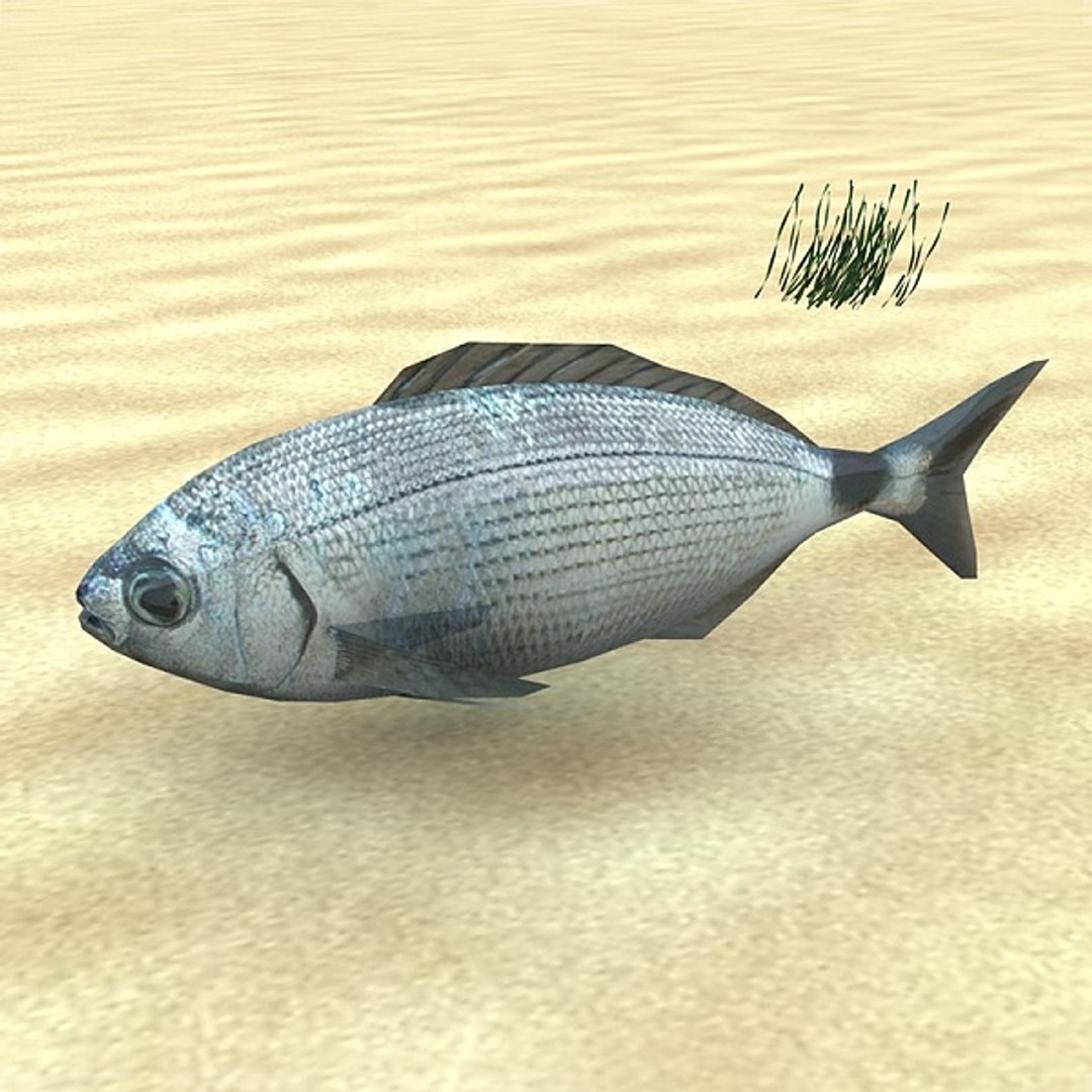 Oblada Fish 3d Model