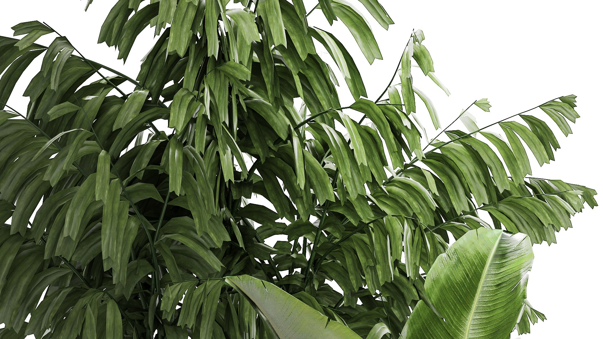 3D Beautiful Plants Ficus Palm Strelitzia In Flower Pots 1351 ...