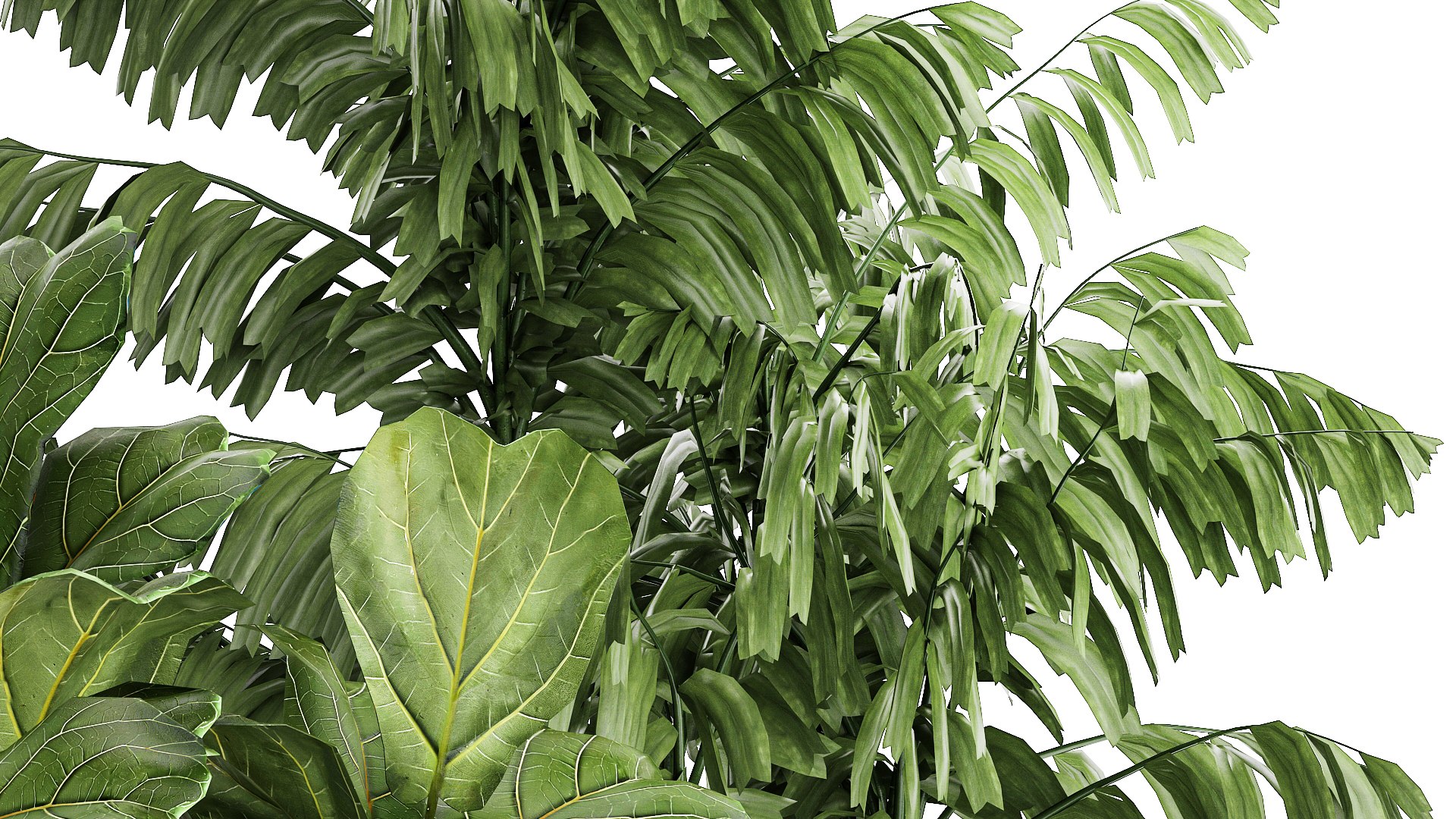 3D Beautiful Plants Ficus Palm Strelitzia In Flower Pots 1351 ...