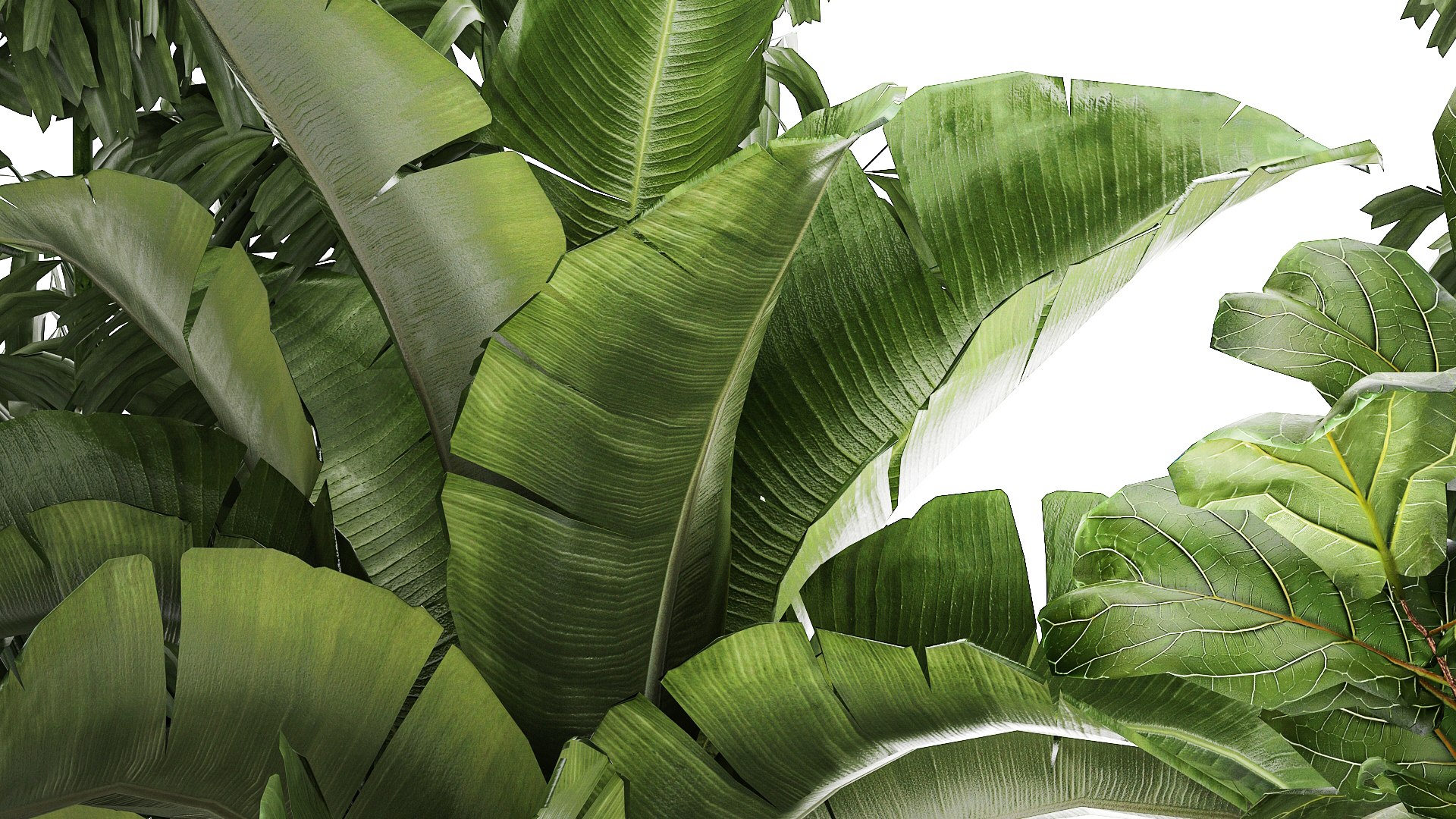 3D Beautiful plants Ficus palm Strelitzia in flower pots 1351 ...