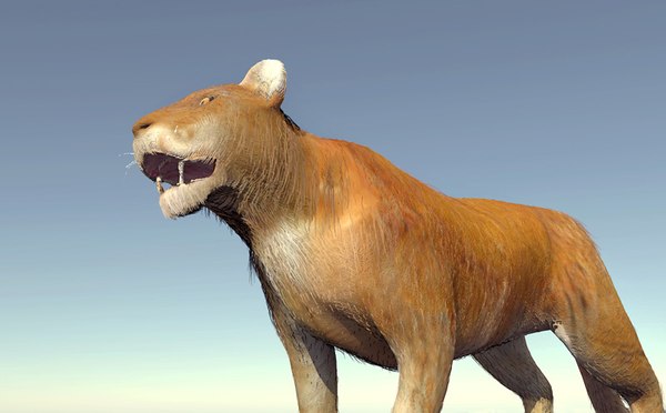 3d realistic lioness model