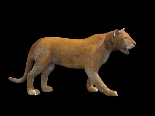 3d realistic lioness model