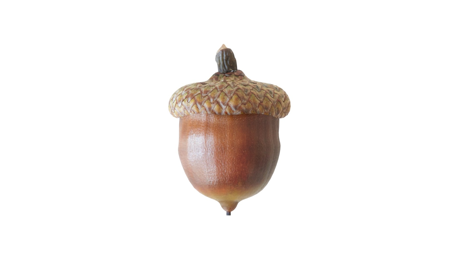 3D Acorn - TurboSquid 1851219
