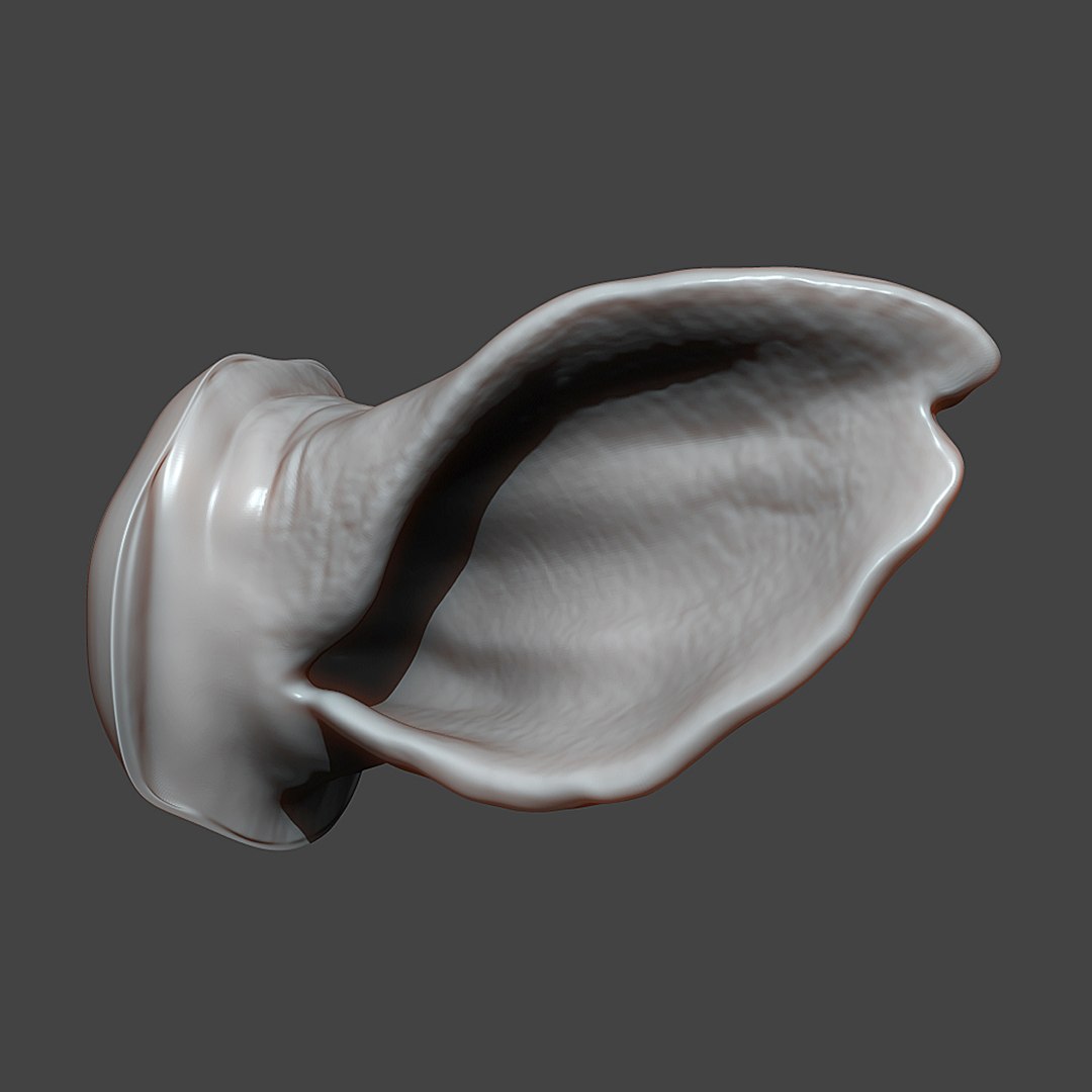 Bull Ear Highpoly Sculpt 3D - TurboSquid 1809059
