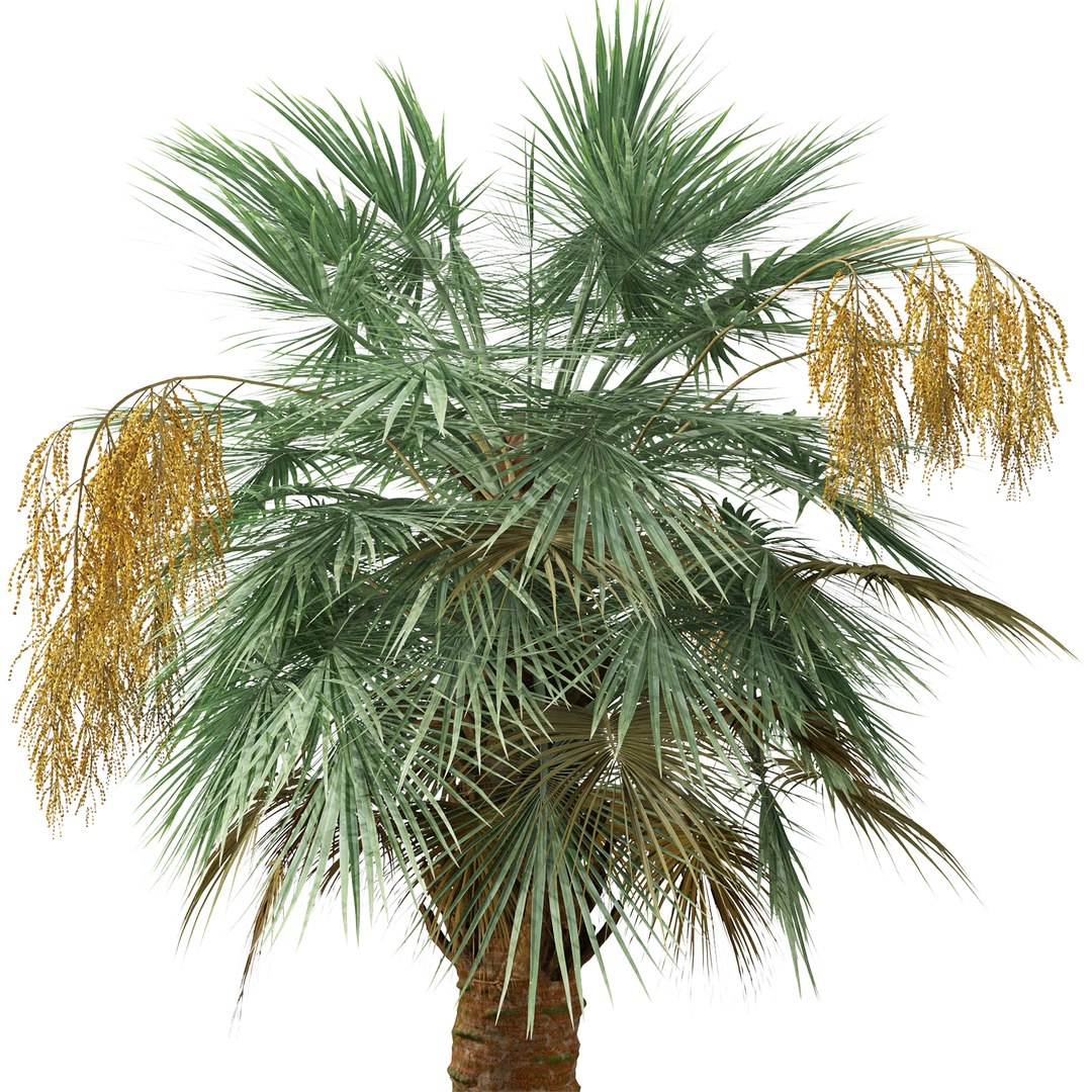 Set Of Guadalupe Palm Or Brahea Edulis Tree - 2 Trees 3D Model ...
