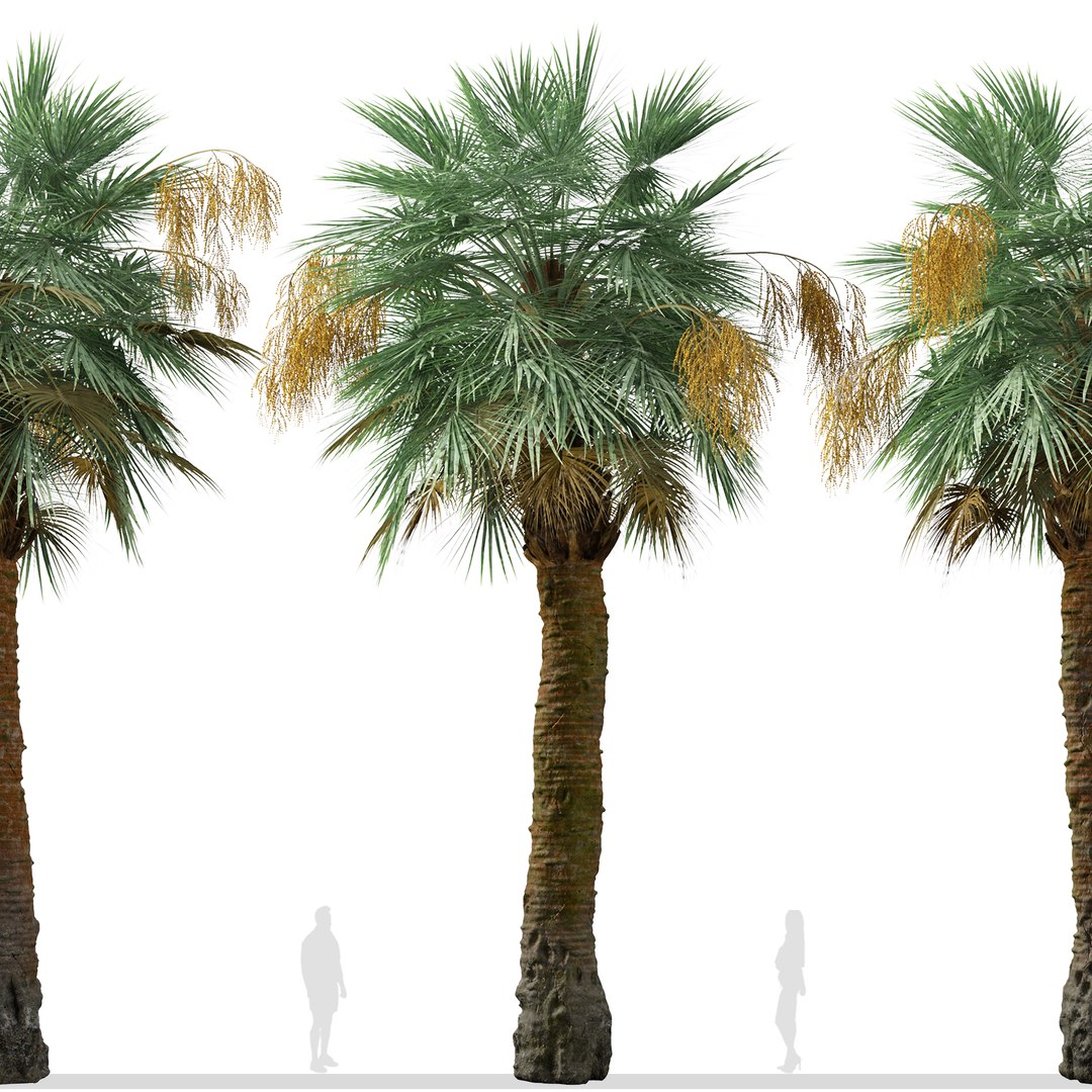 Set Of Guadalupe Palm Or Brahea Edulis Tree - 2 Trees 3D Model ...