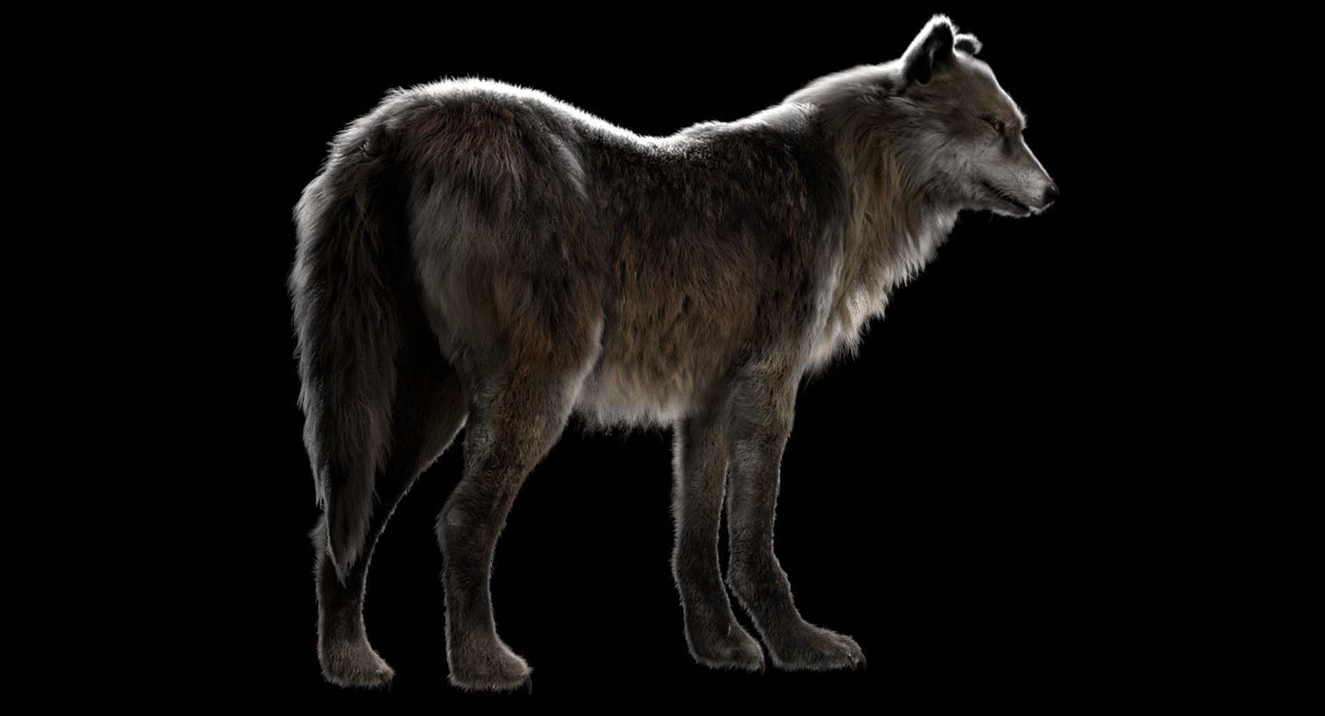 Fur 3D model - TurboSquid 1328690