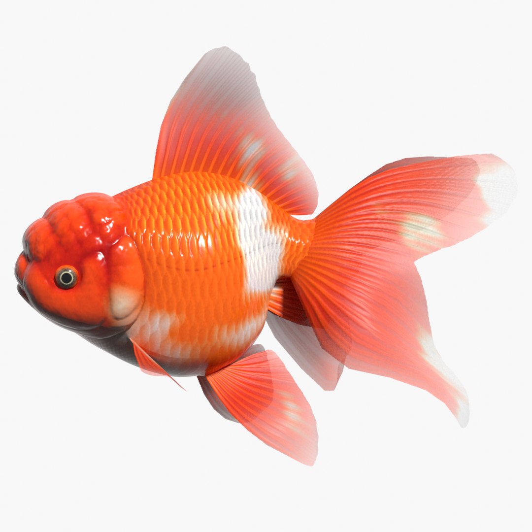 3d oranda goldfish