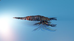 Platypus 3d Model