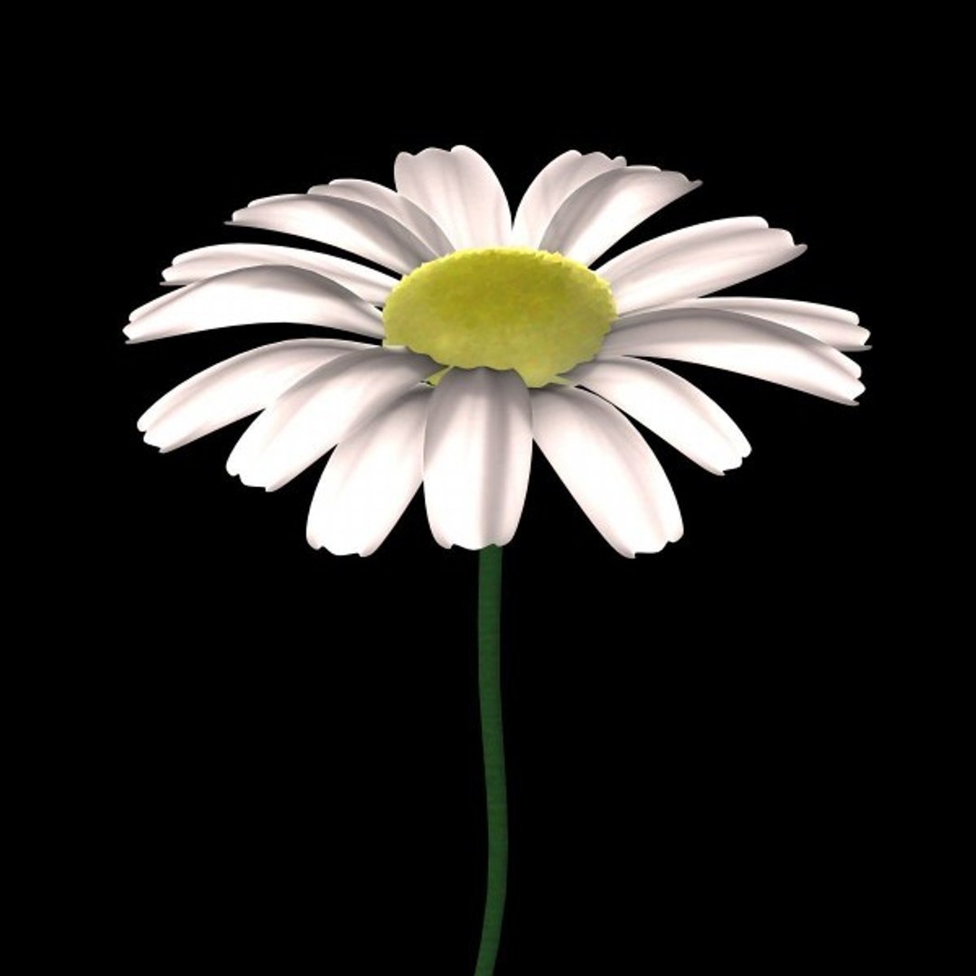 3d flowers daisy