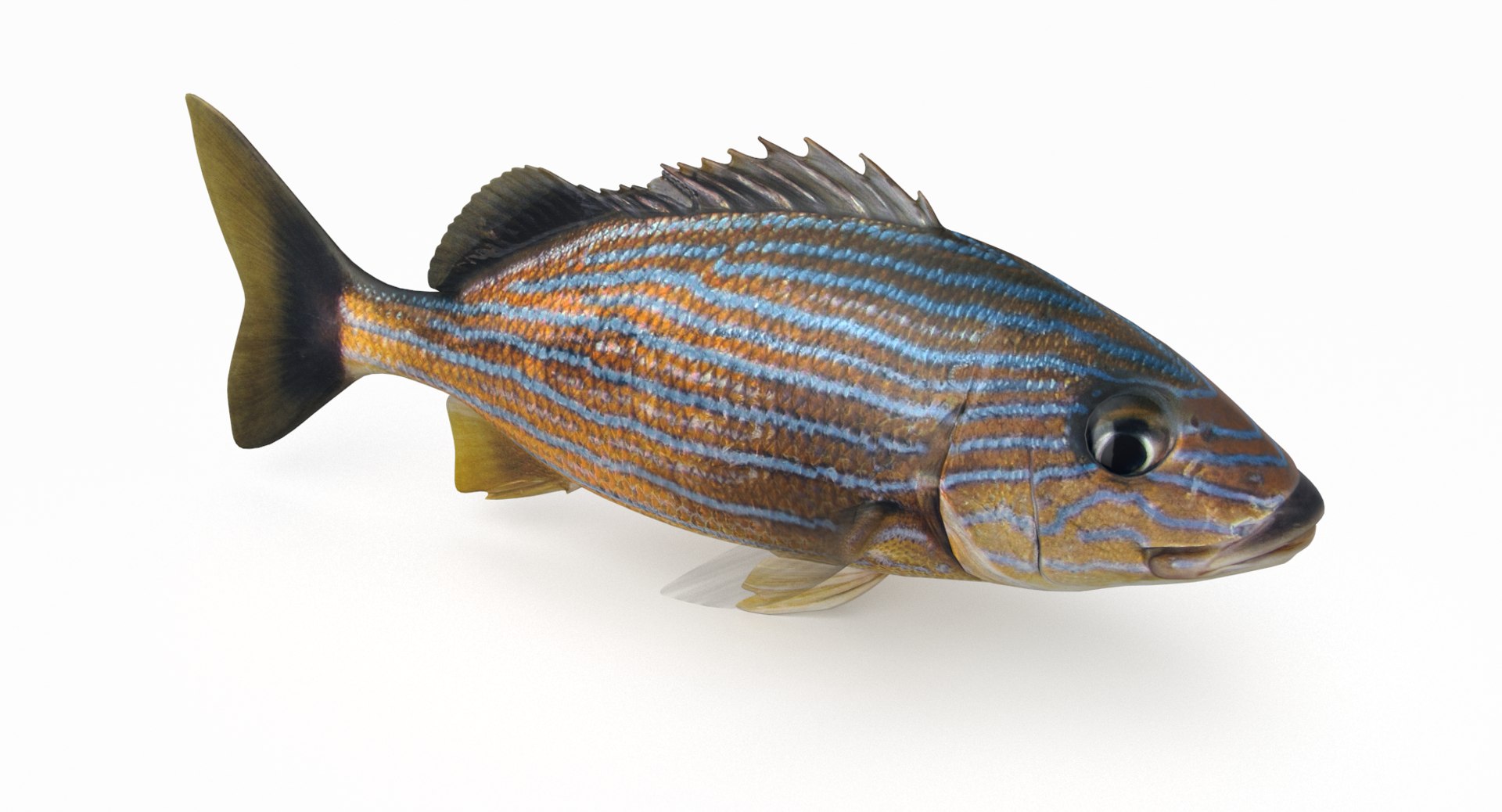 Blue Striped Grunt 3D Model - TurboSquid 1380609