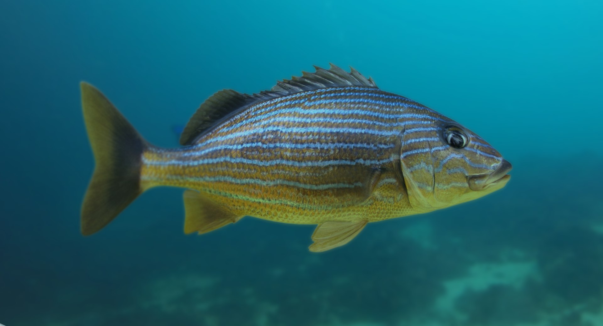 Blue Striped Grunt 3D Model - TurboSquid 1380609