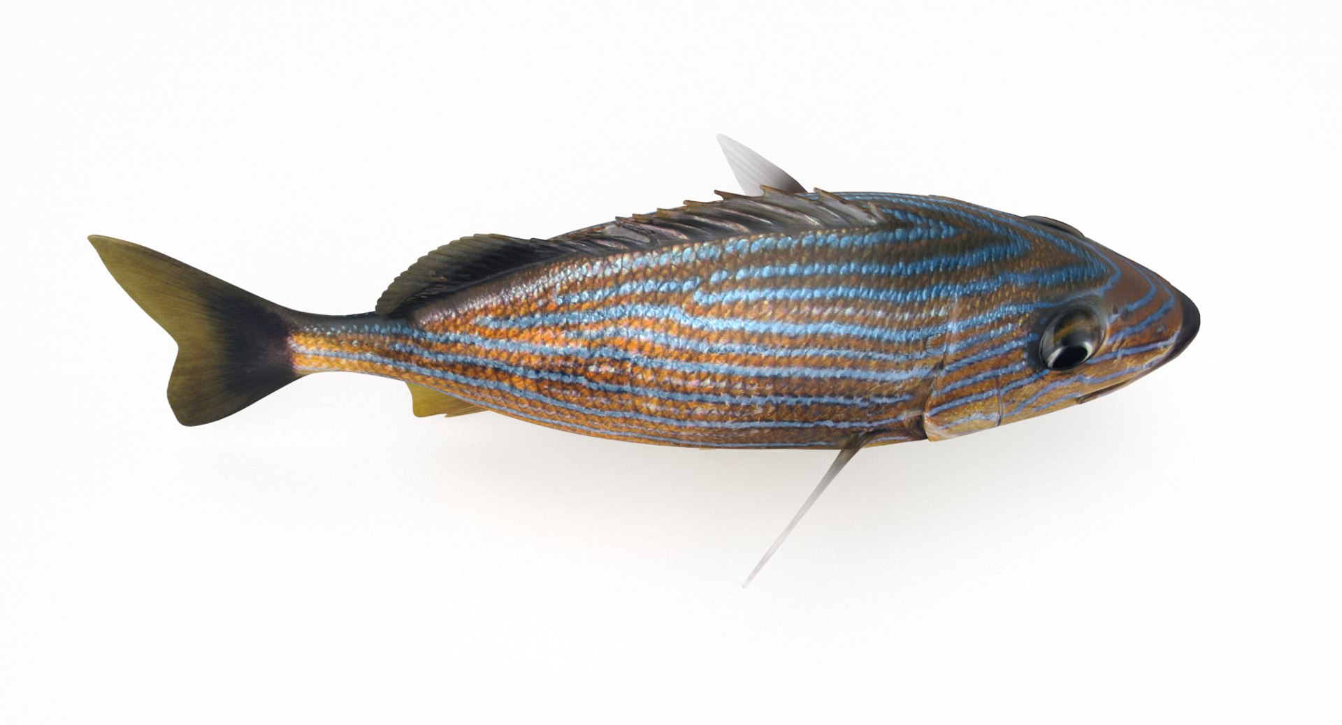 Blue Striped Grunt 3D Model - TurboSquid 1380609