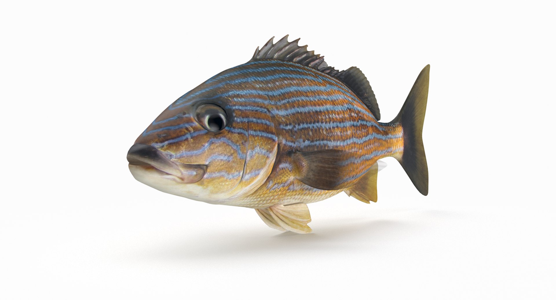 Blue Striped Grunt 3D Model - TurboSquid 1380609