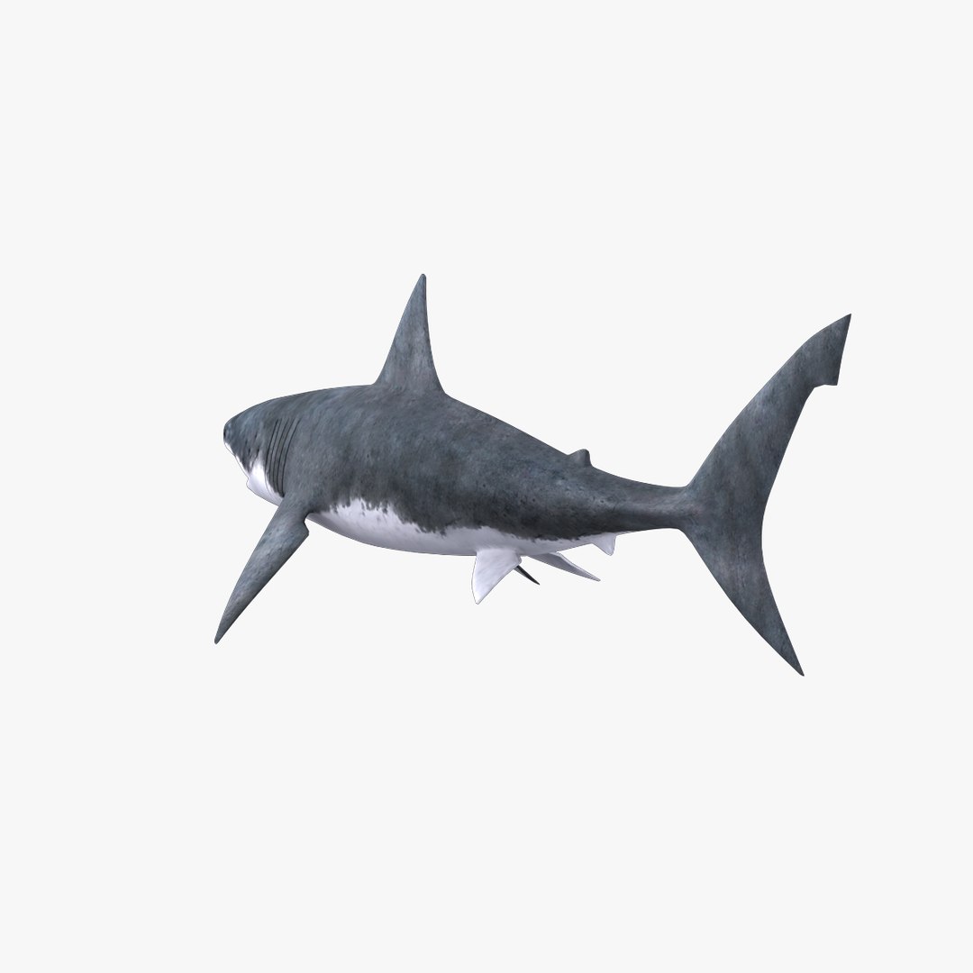 3d model white shark
