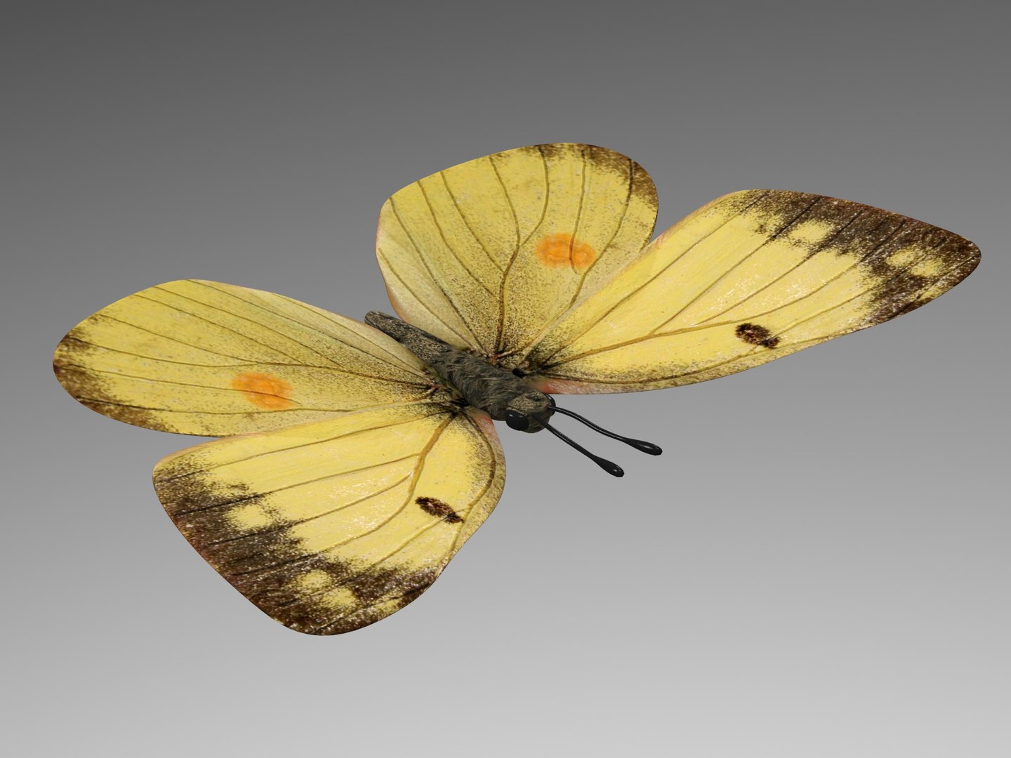 butterfly wings 3d model