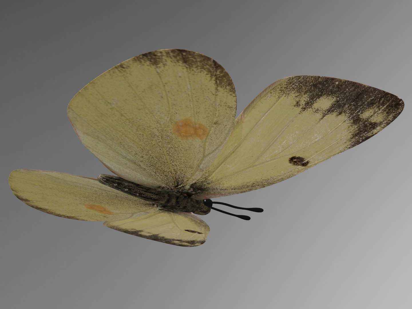 butterfly wings 3d model
