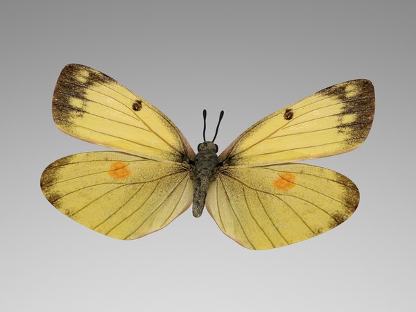 butterfly wings 3d model
