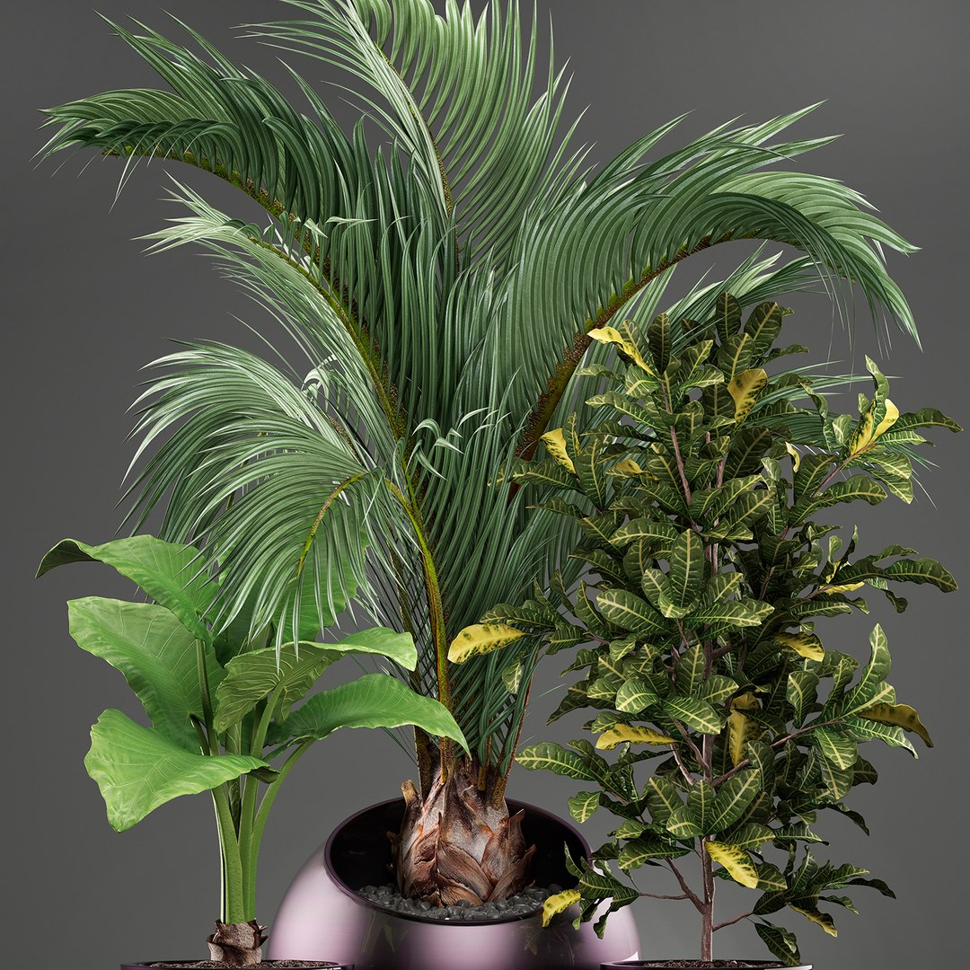 3D tropical plants model - TurboSquid 1532224