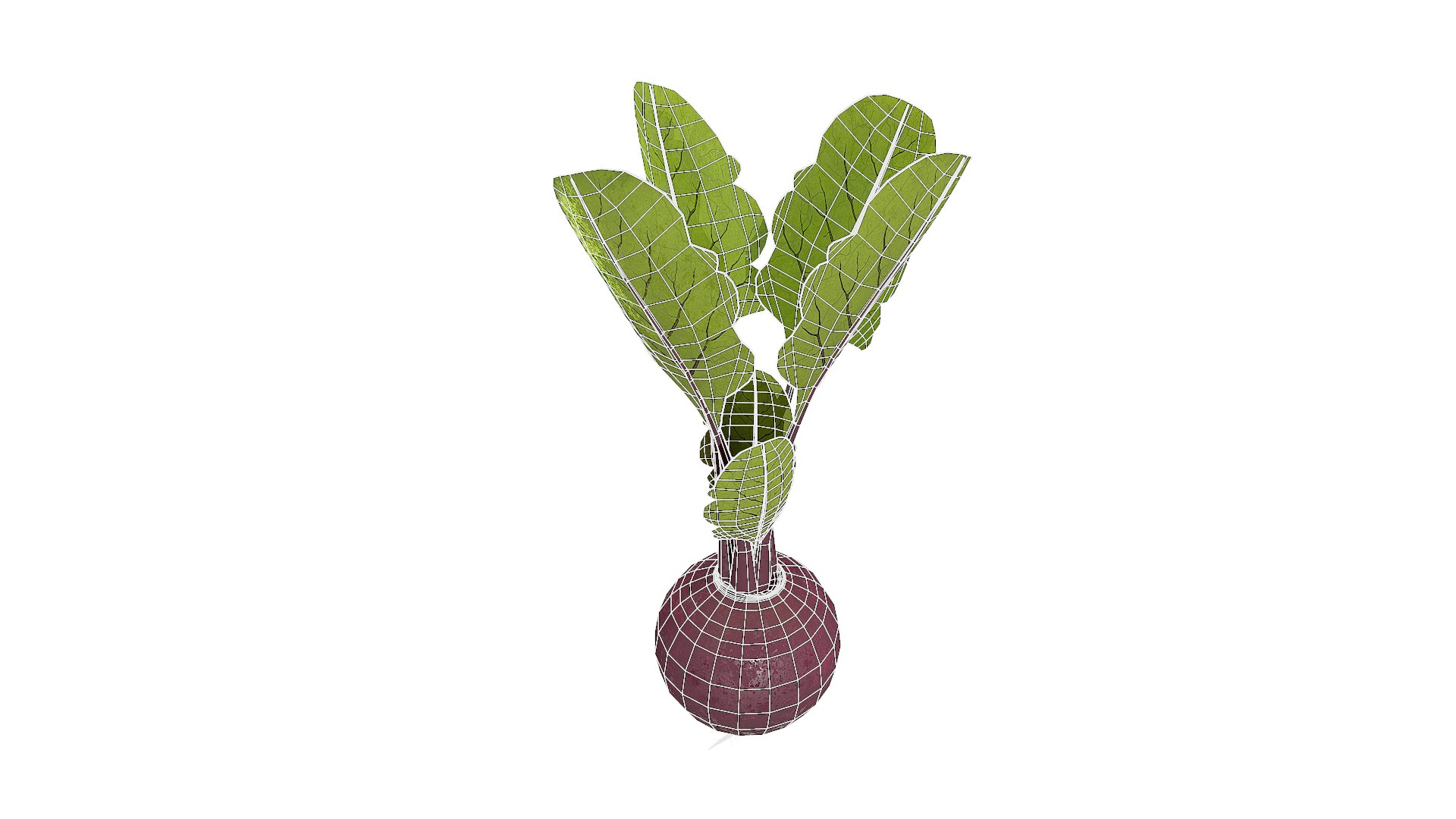 Beet Root Vegetable Pbr Model - TurboSquid 1582748