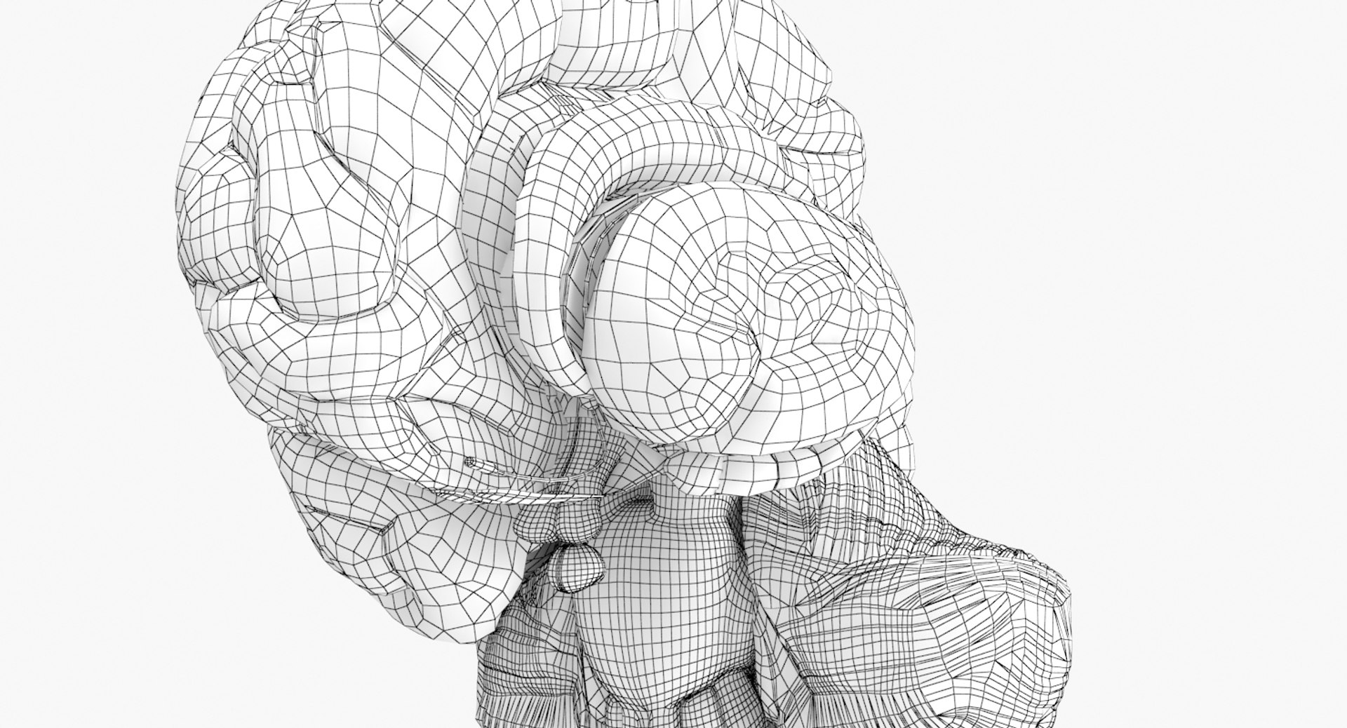3d Brain Anatomy Model