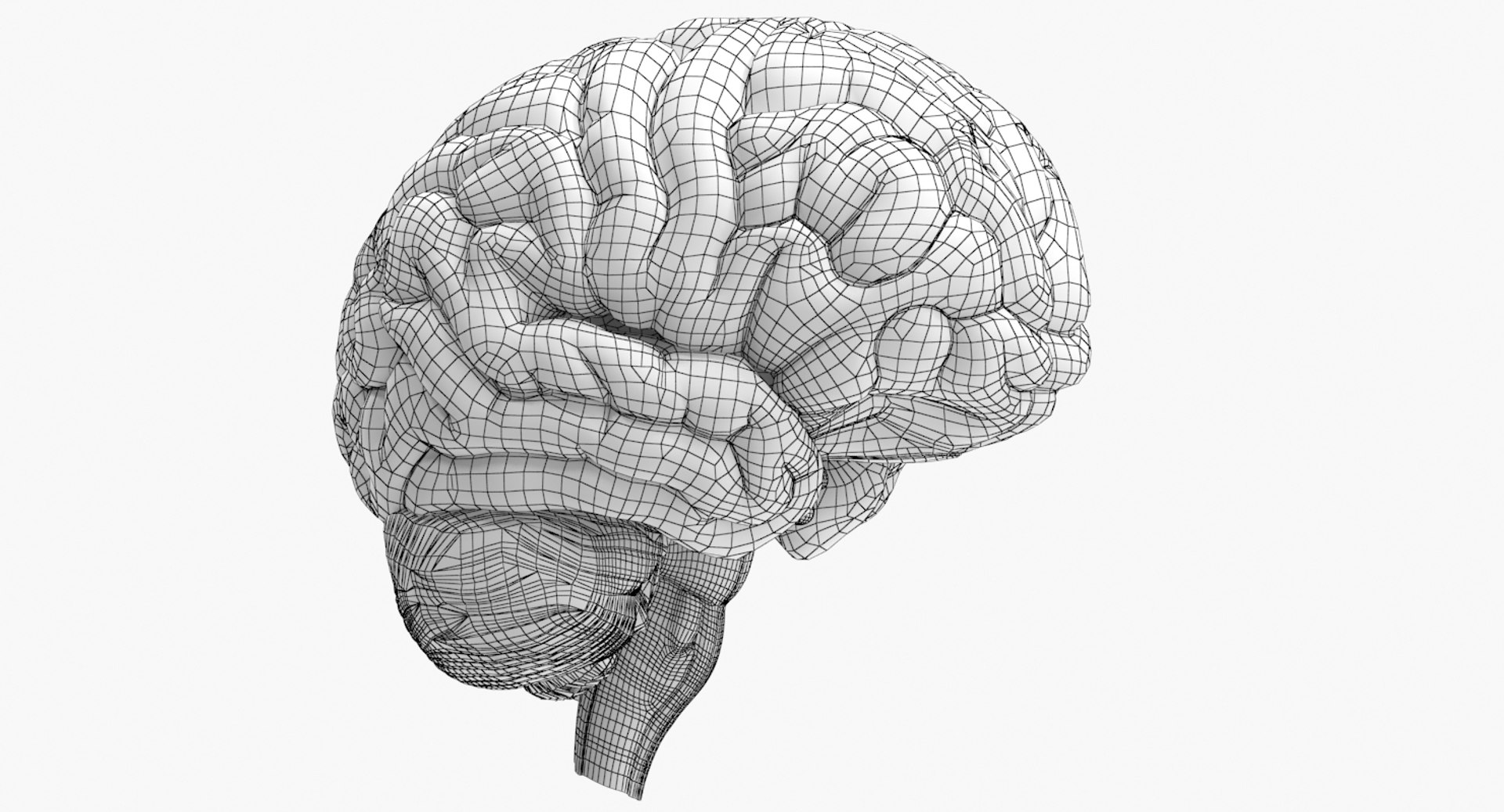 3d Brain Anatomy Model
