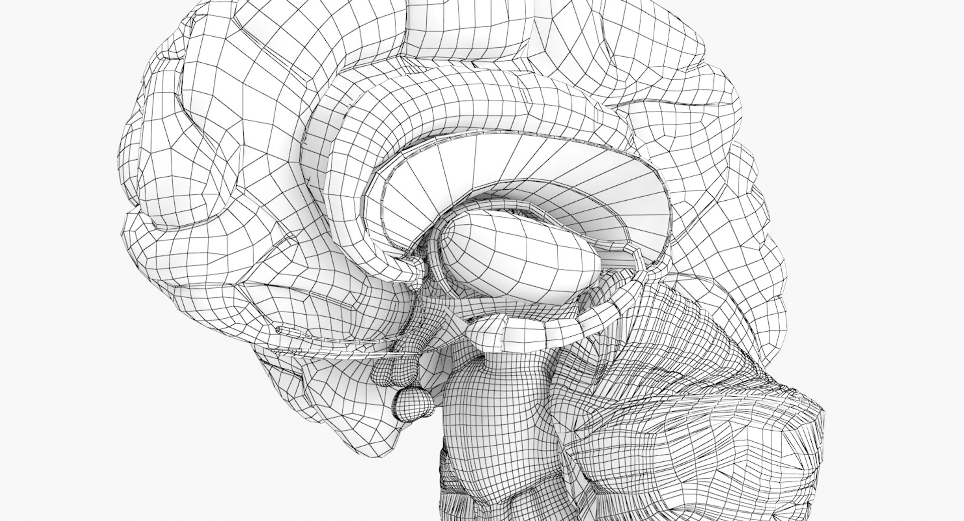 3d Brain Anatomy Model