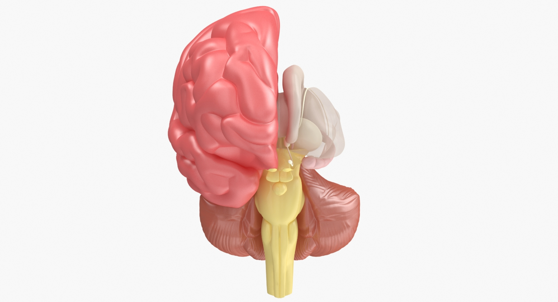 3d Brain Anatomy Model