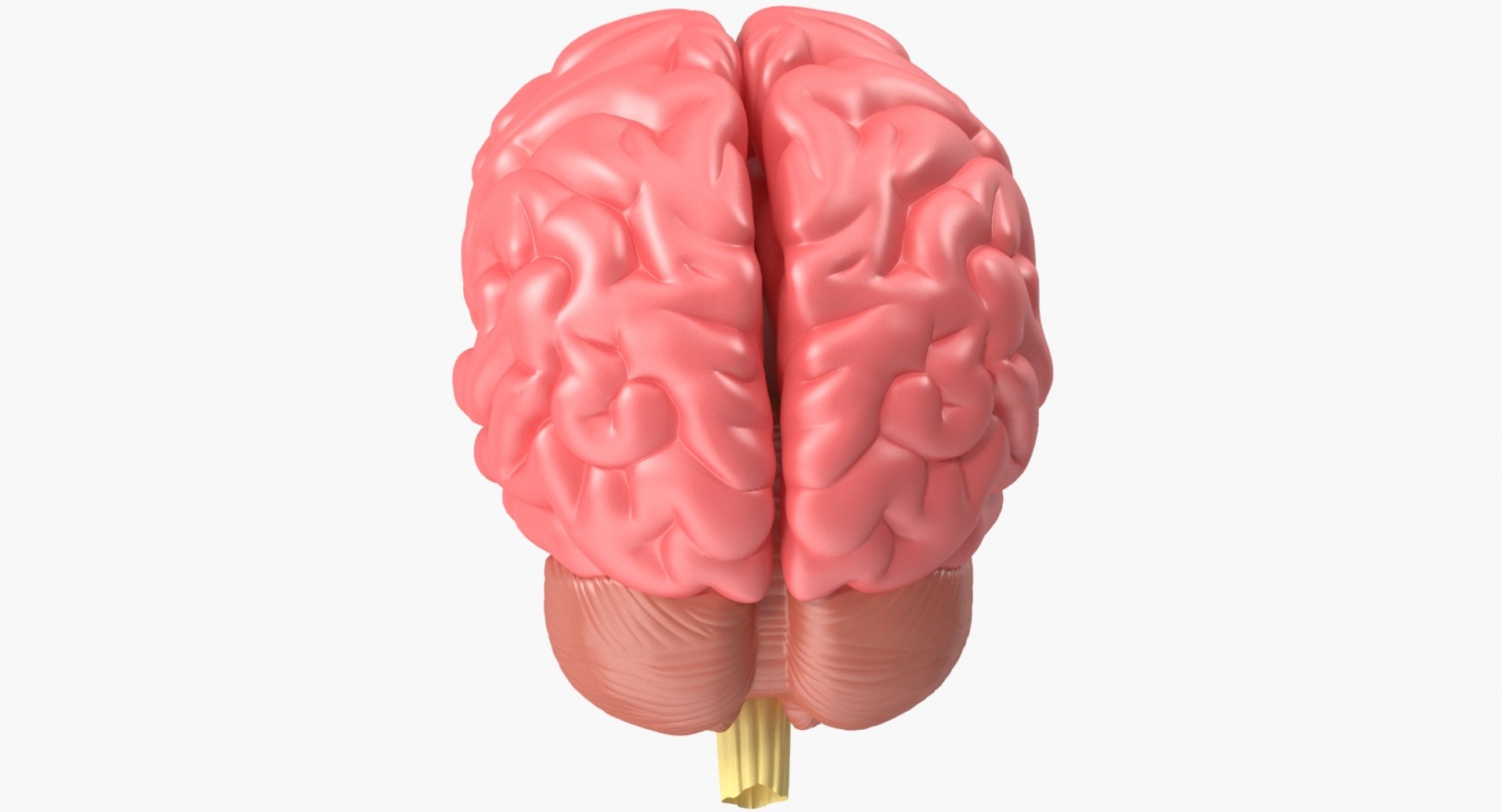 3d Brain Anatomy Model