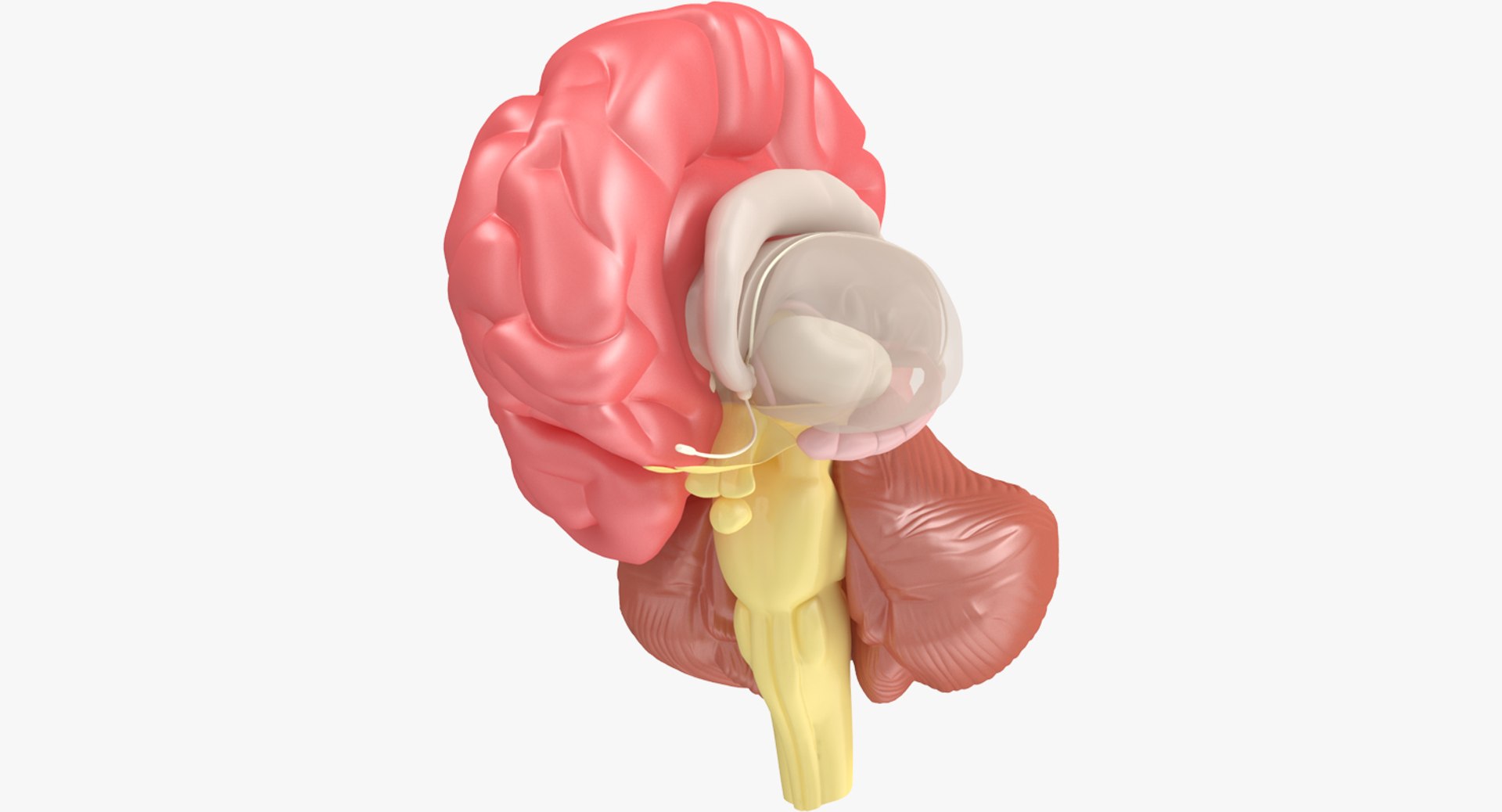 3d Brain Anatomy Model