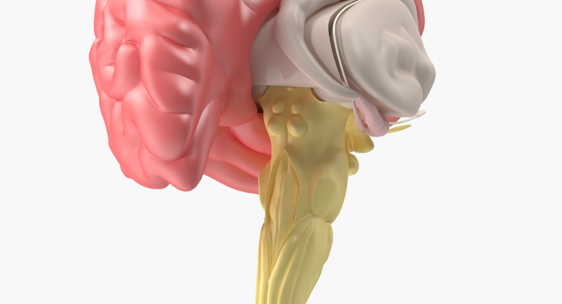 3d Brain Anatomy Model