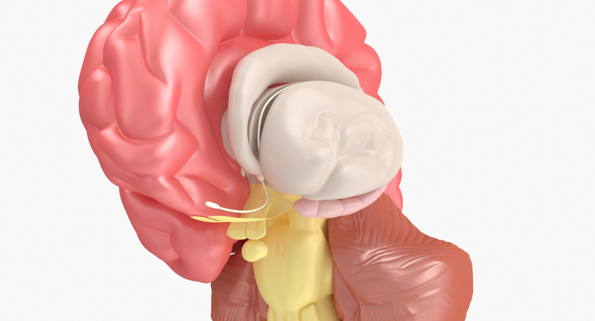 3d Brain Anatomy Model