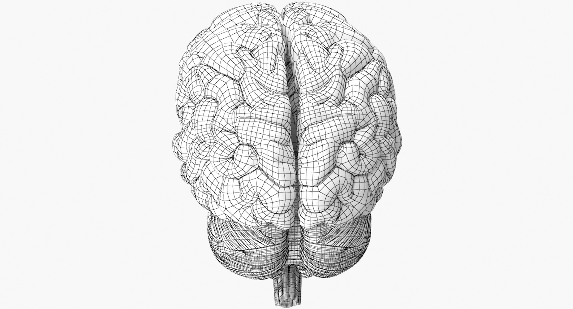 3d Brain Anatomy Model