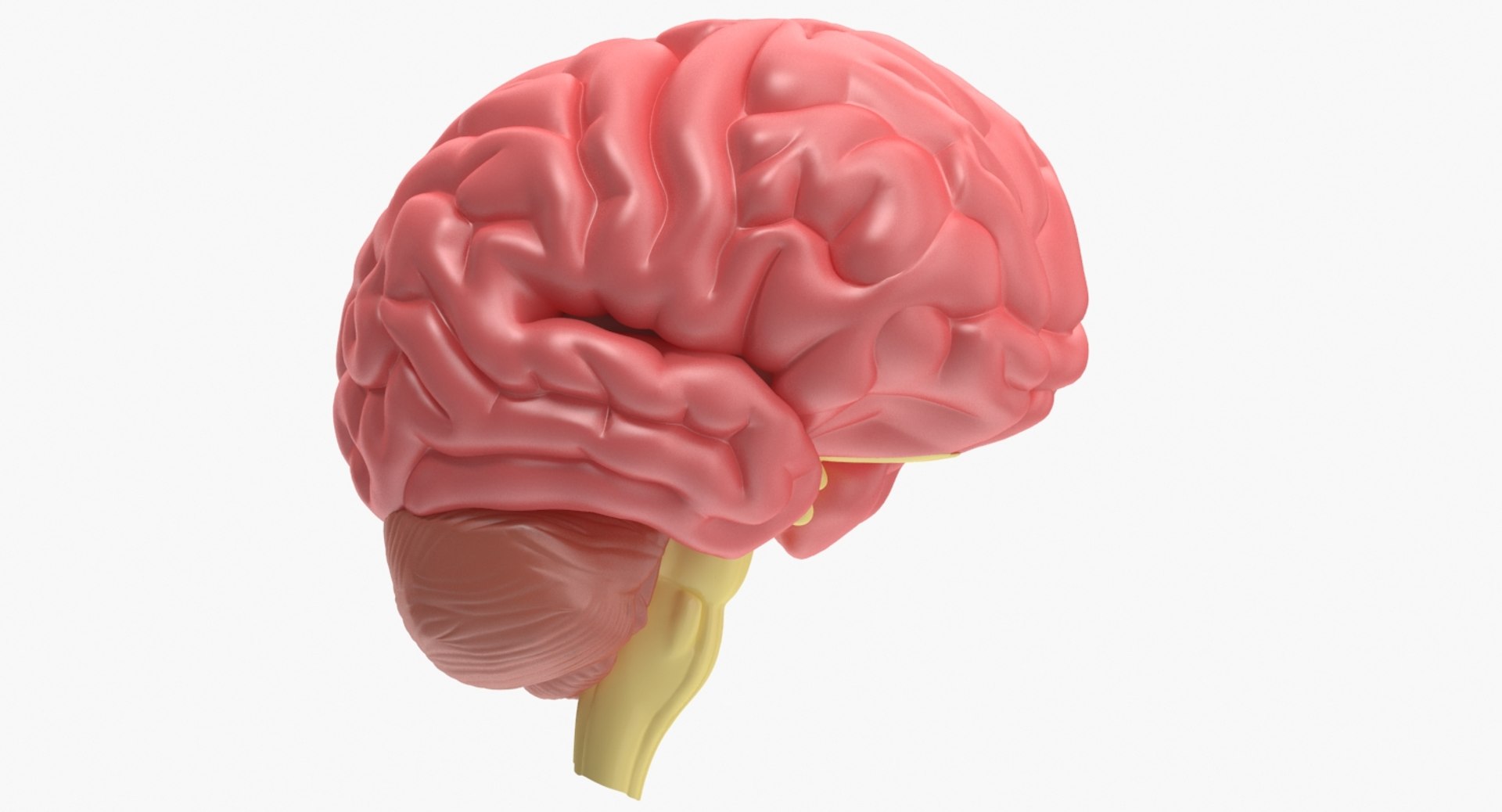 3d Brain Anatomy Model