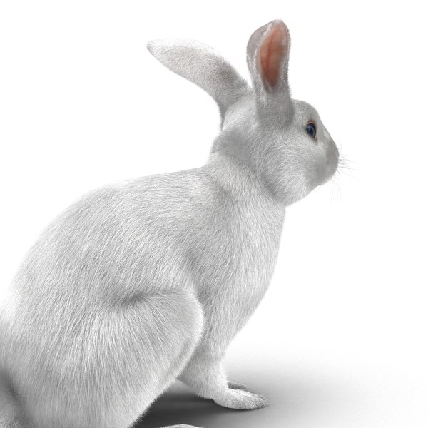 x white rabbit pose 3