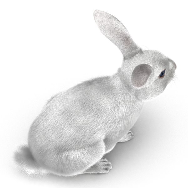 x white rabbit pose 3