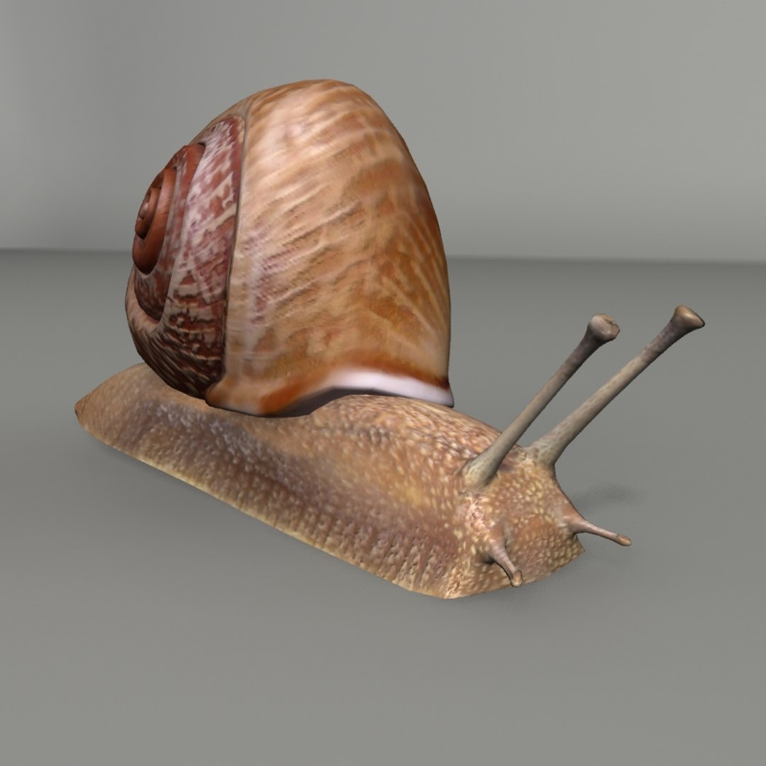 Snail 3ds